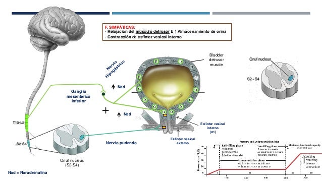 Fisiología de la micción
