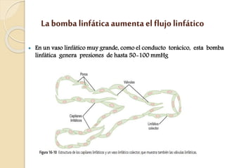 fisiología de la microcirculacion y el sistema linfatico | PPTX