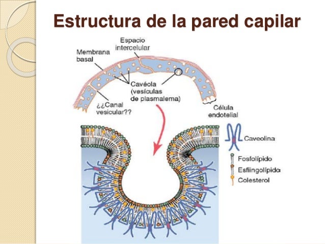 La microcirculación y el sistema linfático: intercambio de líquido ...