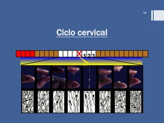 Fisiología del Ap. Reproductor Femenino | PPTX