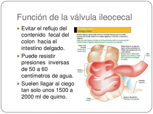 Fisiología del aparato digestivo