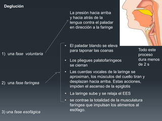 Fisiología del aparato digestivo | PPT