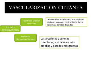 Fisiología de la piel | PPTX