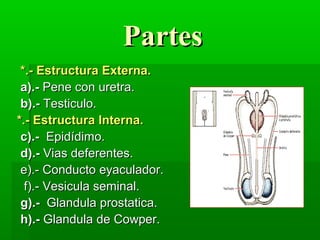 Fisiología de la reproducción ob i | PPT