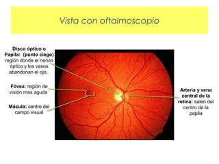 Fisiología de la visión | PPT
