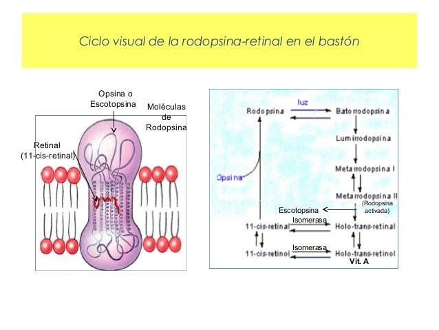 Fisiología de la visión