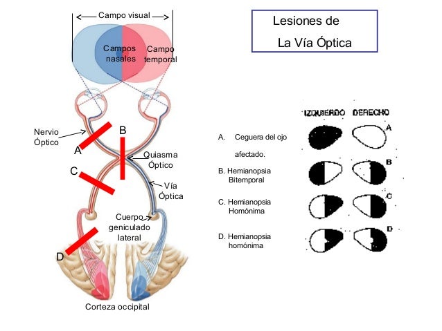 Fisiología de la visión