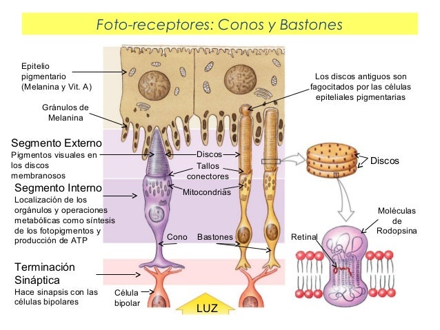 Fisiología de la visión