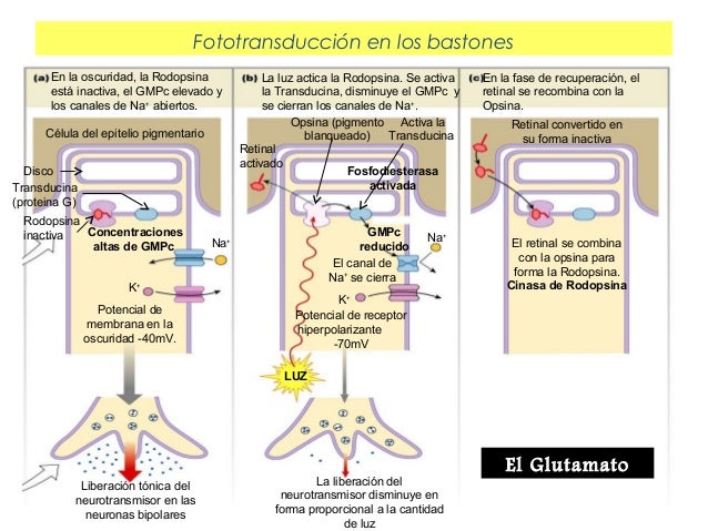Fisiología de la visión