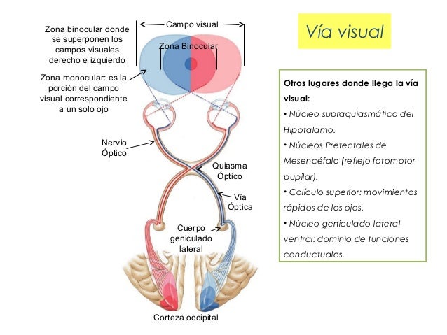 Fisiología de la visión