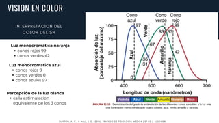 Fisiología de la visión y funciones del sistema visual con sus ...