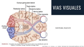 Fisiología de la visión y funciones del sistema visual con sus ...