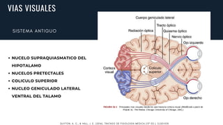 Fisiología de la visión y funciones del sistema visual con sus ...