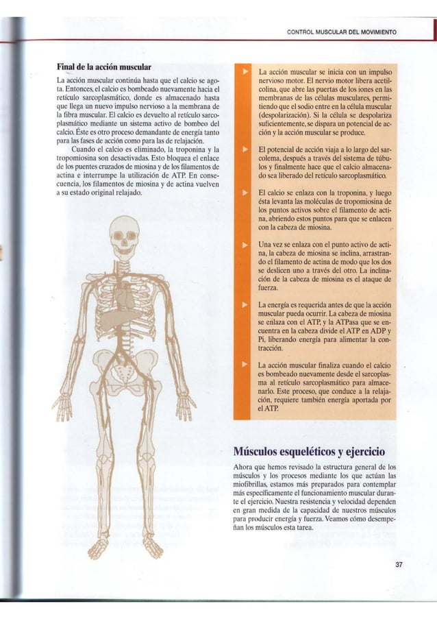 Fisiología del esfuerzo y del deporte 5ª edición (Willmore y Costill) Fisiología del esfuerzo y del deporte 5ª edición (Willmore y Costill)