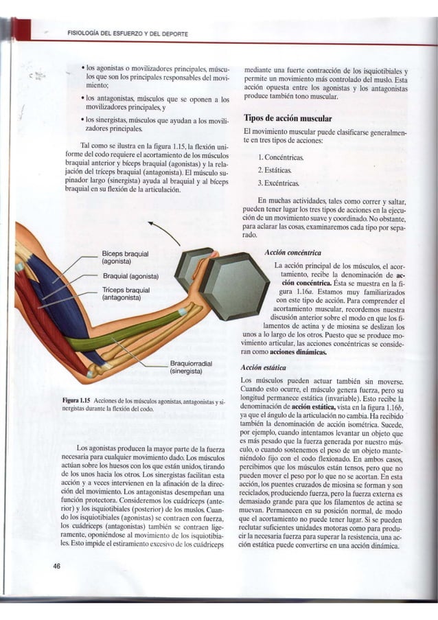 Fisiología del esfuerzo y del deporte 5ª edición (Willmore y Costill) Fisiología del esfuerzo y del deporte 5ª edición (Willmore y Costill)
