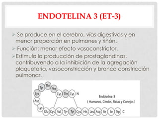 Fisiología del endotelio. | PPTX