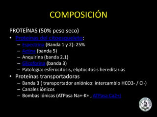 FISIOLOGIA DE LOS ERITROCITOS - JOSE MOJICA | PPTX