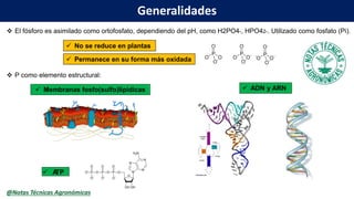 Fisiología del fósforo en plantas 🌱.pdf