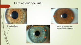 Fisiología del iris y pupila.pptx