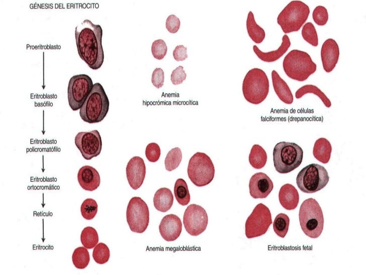 FisiologíA De Los Elementos Formes