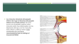 Fisiología de los parpados.pptx