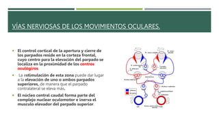 Fisiología de los parpados.pptx
