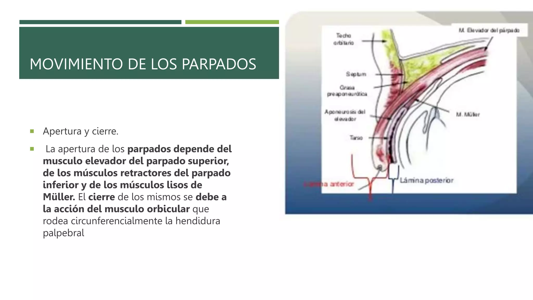 Fisiología de los parpados.pptx