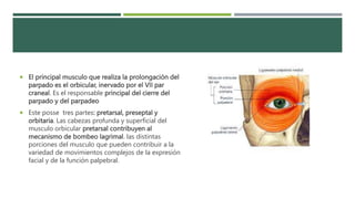 Fisiología de los parpados.pptx