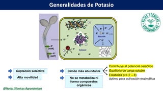 Fisiología del Potasio en Plantas p .pdf