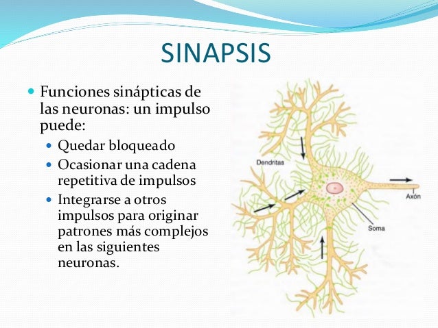 Organización del sistema nervioso, funciones básicas de las sinapsis y neurotransmisores – ROBERTO