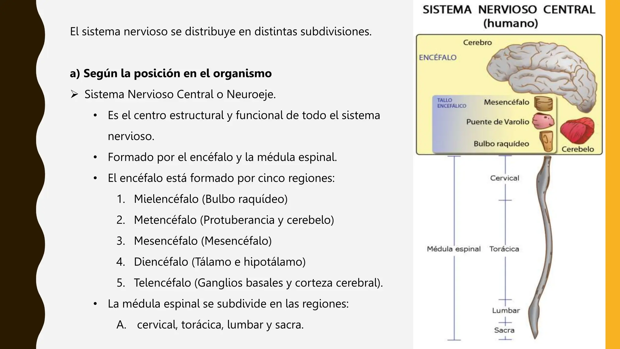 Fisiología del sistema nervioso y organos de los sentidos.pptx