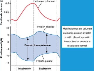 Fisiología del sistema respiratorio | PDF