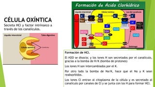 Fisiología Del Aparato Digestivo, funciones generales | PPTX