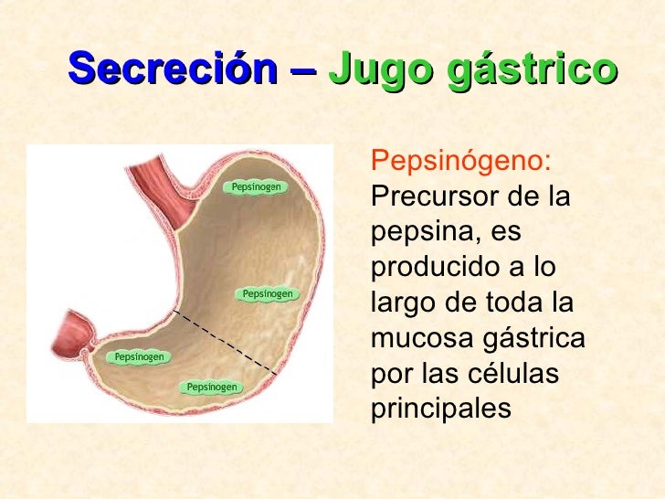 Fisiologóa digestiva parte 1