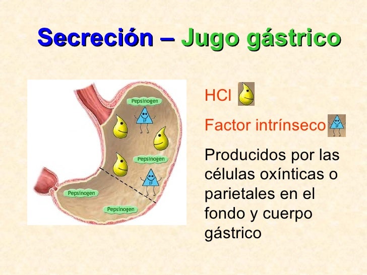 Fisiologóa digestiva parte 1