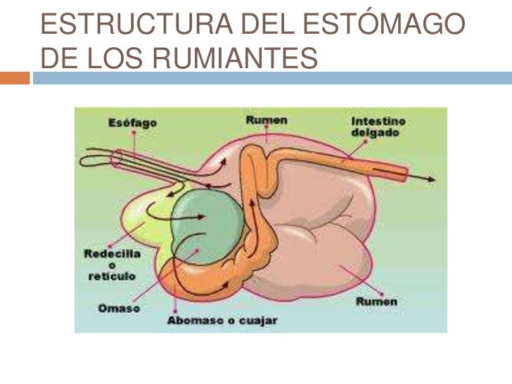 Fisiología Digestiva III (parte 1)