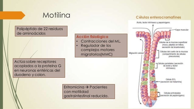 Secreciones exocrinas y endocrinas del sistema digestivo.