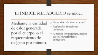 Fisiología - Regulación del Metabolismo (Nutrición) | PPTX