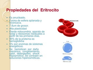 FisiologíA Ii Unidad 3 Sangre Eritrocitos, Anemia Y Policitemia | PDF