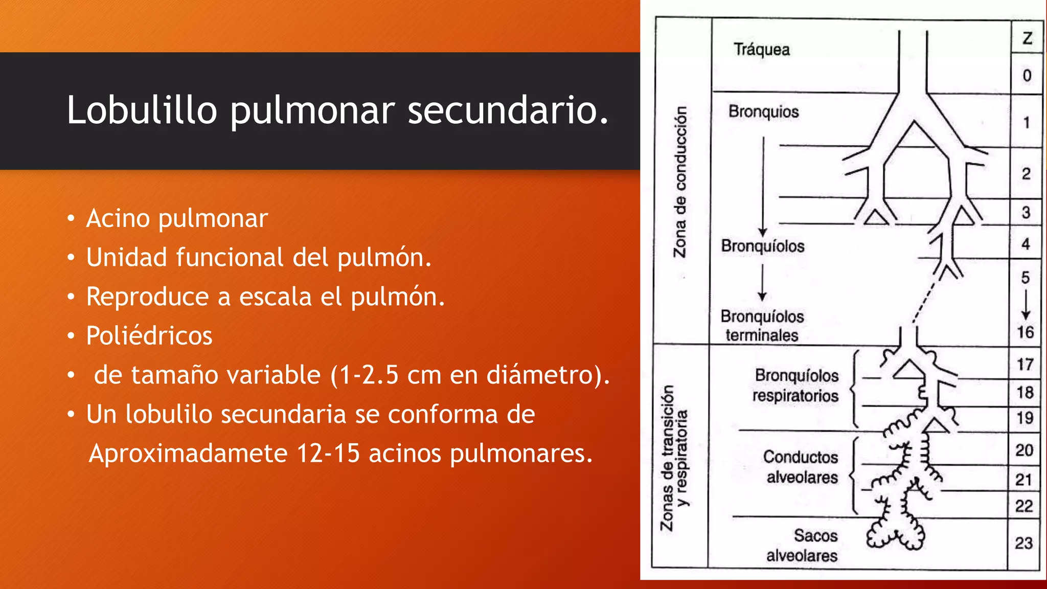 Anatomía Del Lobulillo Pulmonar Anatomía Del Pulmón: Lóbulos Y