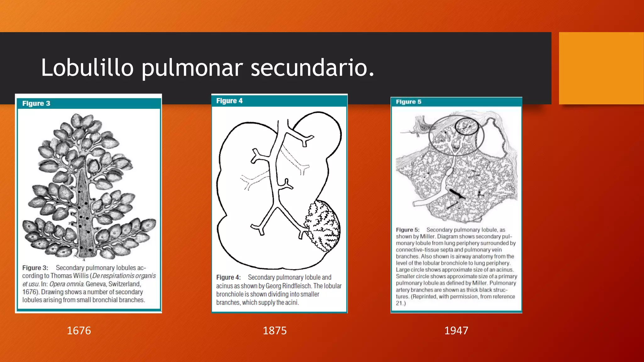 Anatomía Del Lobulillo Pulmonar Anatomía Del Pulmón: Lóbulos Y