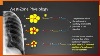 Fisiología (Lobulillo pulmonar secundario, espacio alveolar.pptx