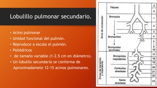 Fisiología (Lobulillo pulmonar secundario, espacio alveolar.pptx
