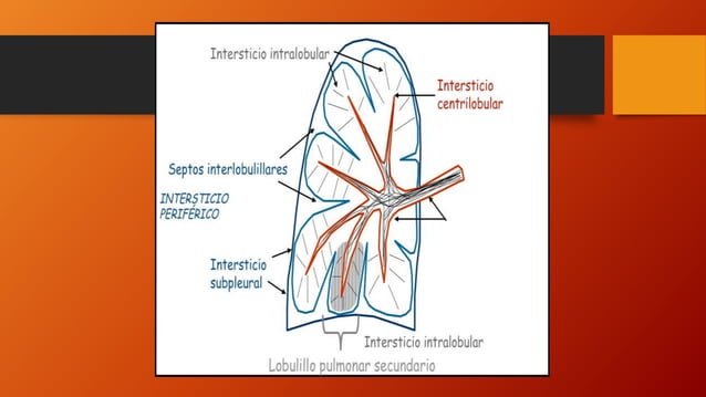 Fisiología (Lobulillo pulmonar secundario, espacio alveolar.pptx