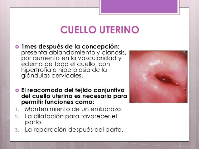 Fisiología materna