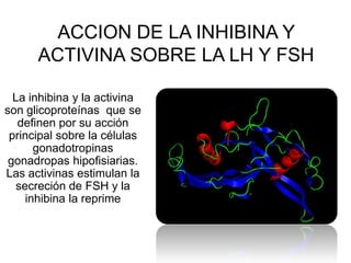 Fisiología aparato reproductor masculino. | PPTX