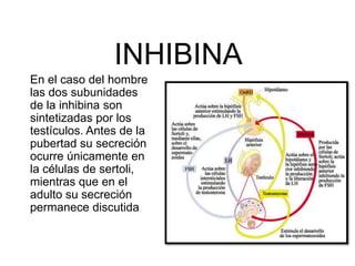 Fisiología aparato reproductor masculino. | PPTX
