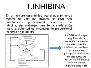 Fisiología aparato reproductor masculino. | PPTX