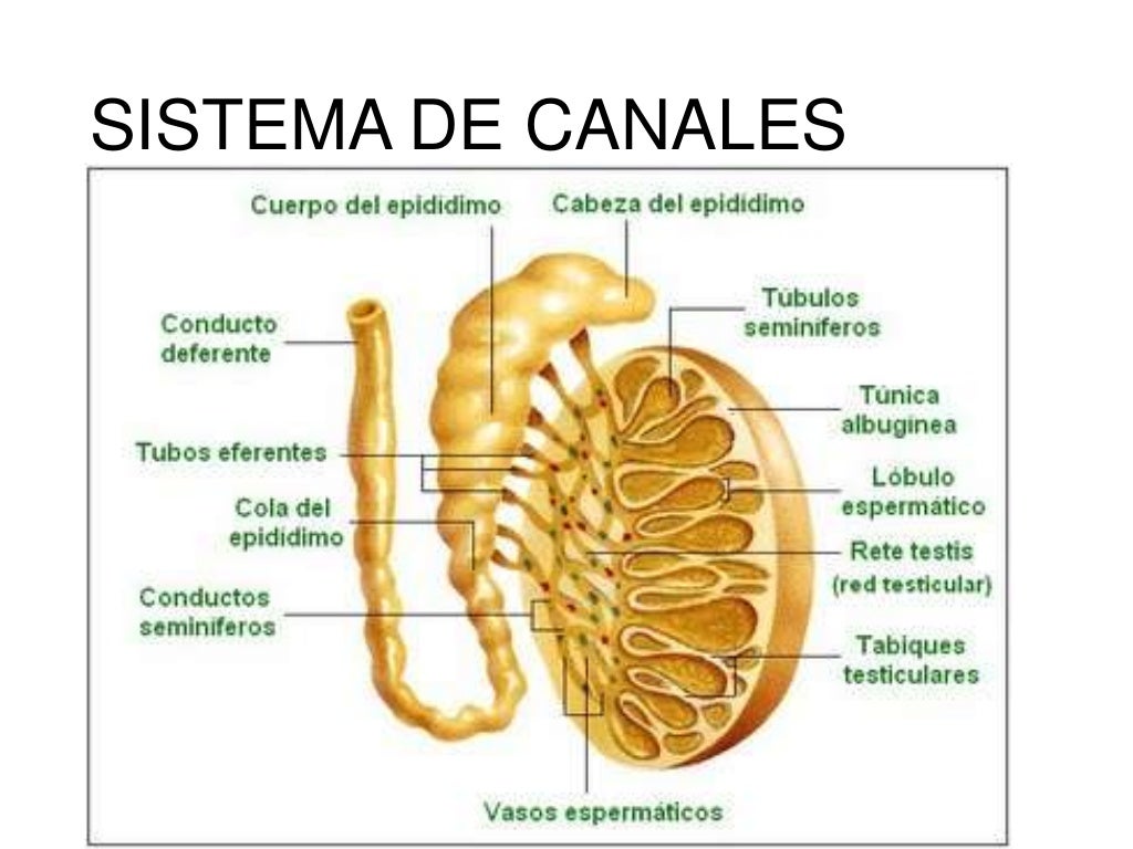Aparato Reproductor Masculino