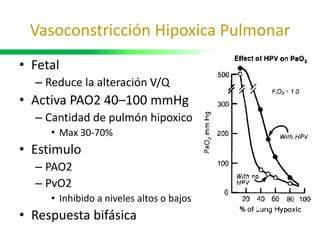 Fisiología pulmonar | PPTX | Lung and Respiratory Health | Diseases and ...